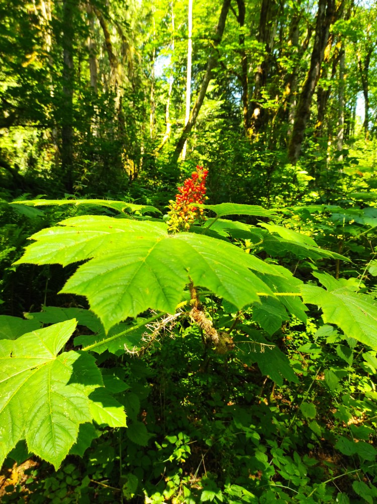 Sid for Sammamish – City Council Position #3