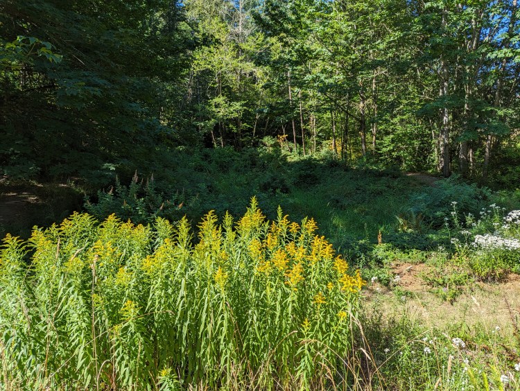 Sid for Sammamish – City Council Position #3